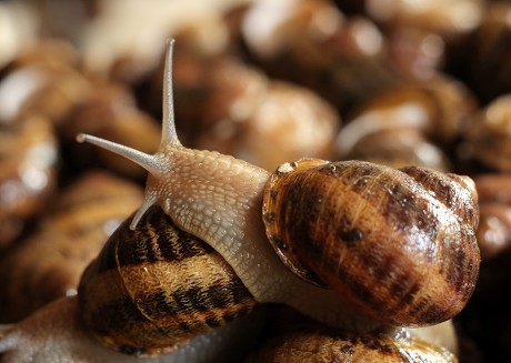 Snails During Spring Snails Wake Snails Editorial Stock Photo - Stock ...