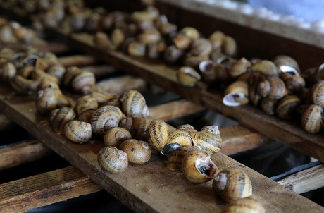 Snails During Spring Snails Wake Snails Editorial Stock Photo - Stock ...