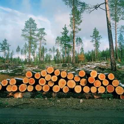 Area Currently Being Logged Near Remote Editorial Stock Photo - Stock ...