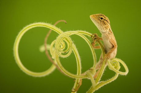 Baby Lizard Climbing Over Tangled Stem Editorial Stock Photo - Stock ...