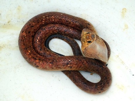 Highly Venomous Yellow Cobra That Escaped Editorial Stock Photo - Stock ...