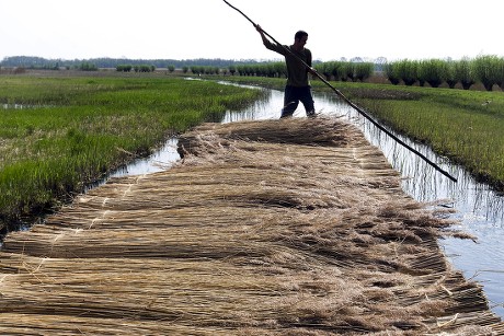 17 Bundles of reed Stock Pictures, Editorial Images and Stock Photos ...
