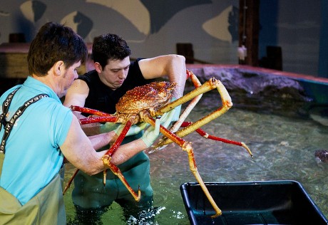 Giant Spider Crab Crabzilla Transferred By Editorial Stock Photo ...