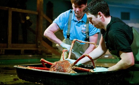 Giant Spider Crab Crabzilla Transferred By Editorial Stock Photo ...