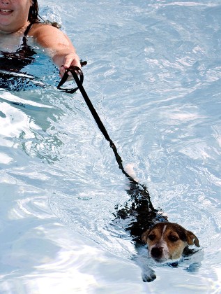 Dog Owner Leads Hier Dog Water Editorial Stock Photo - Stock Image ...