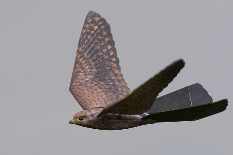 Dutch Robot Bird Robird Made By Editorial Stock Photo - Stock Image ...