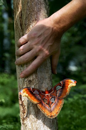 Atlas Moth On Show Artis Zoo Editorial Stock Photo - Stock Image ...