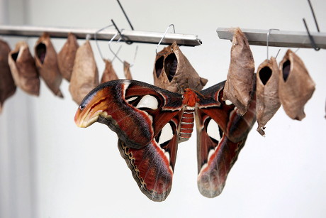 27 Atlas moths Stock Pictures, Editorial Images and Stock Photos ...