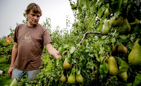 Dutch Fruit Grower Bert De Haan Editorial Stock Photo - Stock Image ...