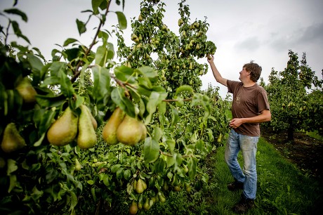 Dutch Fruit Grower Bert De Haan Editorial Stock Photo - Stock Image ...