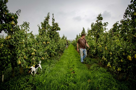 Dutch Fruit Grower Bert De Haan Editorial Stock Photo - Stock Image ...