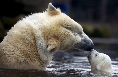 89 Polar bear offspring Stock Pictures, Editorial Images and Stock ...