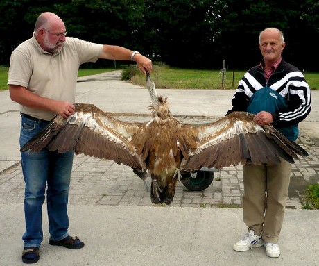 Head Griffon Vulture Shortly After Found Editorial Stock Photo - Stock ...