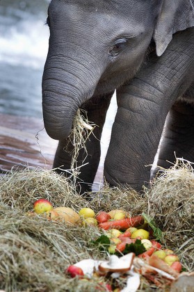 11 Elephant bite Stock Pictures, Editorial Images and Stock Photos ...