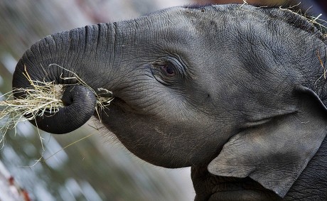 11 Elephant bite Stock Pictures, Editorial Images and Stock Photos ...