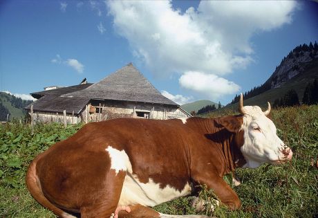Cow Switzerland Editorial Stock Photo - Stock Image | Shutterstock