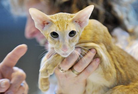 Supreme Cat Show Birmingham Nec Oriental Editorial Stock Photo - Stock ...