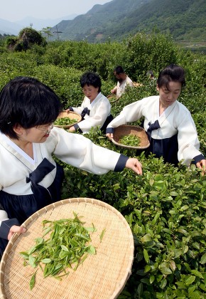 South Korean Villagers Pick Green Tea Editorial Stock Photo - Stock ...