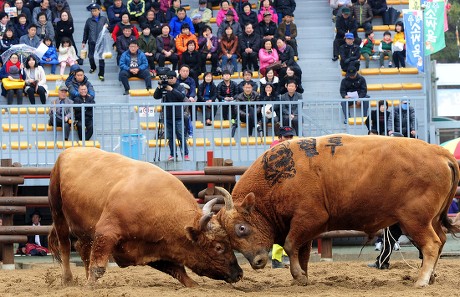 Bullfighting Match Under Way Traditional Bullfighting Editorial Stock ...