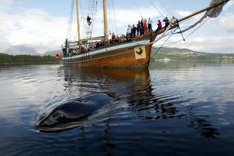 Halsa Norway Keiko Killer Whale Who Editorial Stock Photo - Stock Image ...