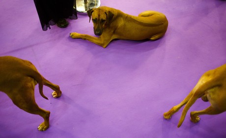 Rhodesian Ridgebacks Wait Ringside Before Competition Editorial Stock ...
