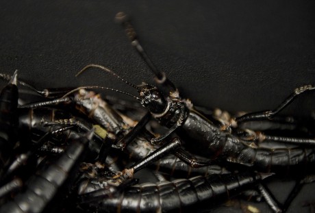 Lord Howe Island Stickinsects Sit Their Editorial Stock Photo - Stock ...