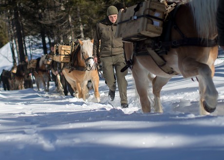 250 Pack horses Stock Pictures, Editorial Images and Stock Photos ...
