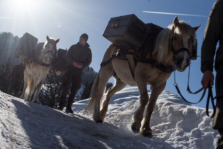 250 Pack horses Stock Pictures, Editorial Images and Stock Photos ...