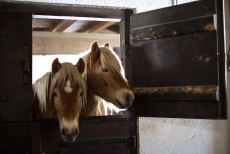 250 Pack horses Stock Pictures, Editorial Images and Stock Photos ...