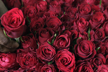 Sri Lankan Florist Prepares Bouquet Red Editorial Stock Photo - Stock ...