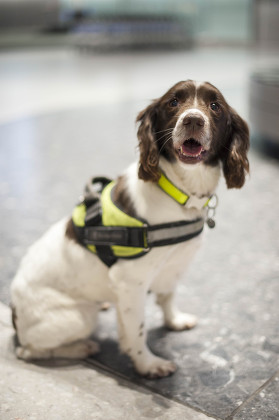 Ruby 10 Million Pound Springer Spaniel Editorial Stock Photo - Stock ...