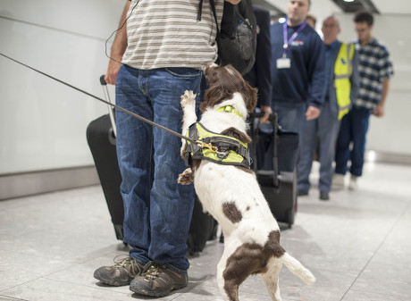 Ruby 10 Million Pound Springer Spaniel Editorial Stock Photo - Stock ...