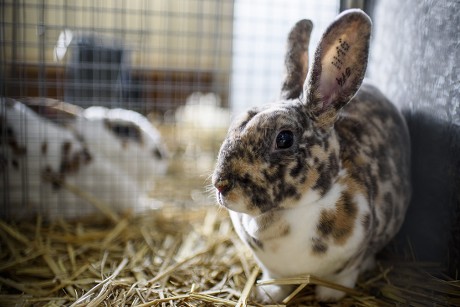 Awardwinning Grey German Giant Rabbit Hungarian Editorial Stock Photo ...