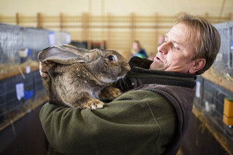 Breeder Sandor Bodo Holds His Grey Editorial Stock Photo - Stock Image ...