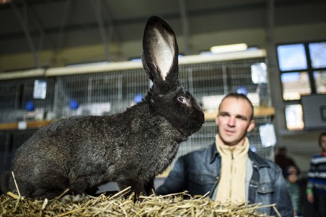 Hungarian Breeder Zsolt Vajda Looks His Editorial Stock Photo - Stock ...