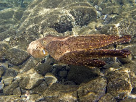 Maui Hawaii Usa Pacific Ocean Day Editorial Stock Photo - Stock Image ...