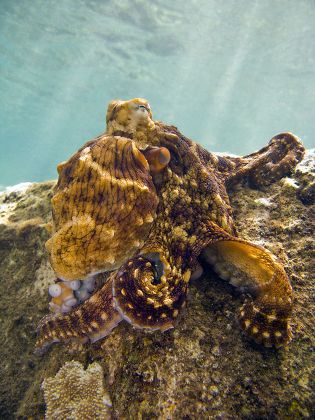 Maui Hawaii Usa Pacific Ocean Day Editorial Stock Photo - Stock Image ...