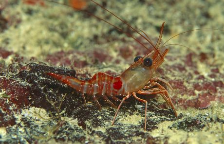 Red Night Shrimp Rhynchocinetes Rigons Clear Editorial Stock Photo ...