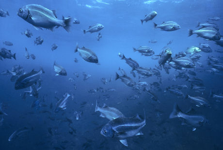 School Peruvian Grunt Anisotremus Scapularis Punta Editorial Stock ...