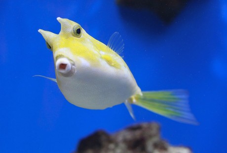 Longhorn Cowfish Swims Two Oceans Aquarium Editorial Stock Photo ...