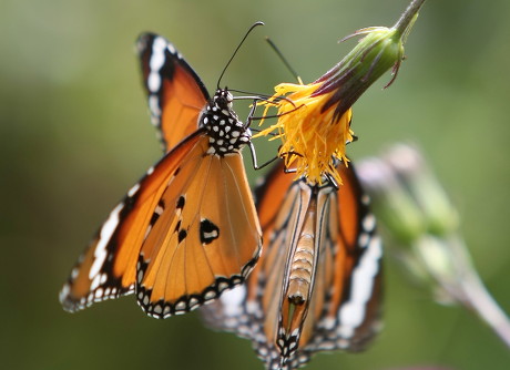 Common Tiger Butterflies Danaus Genutia Sit Editorial Stock Photo ...