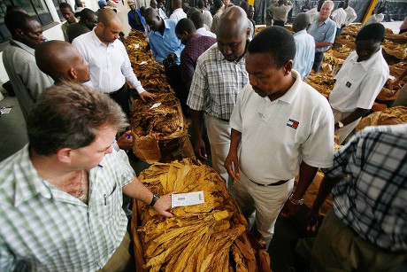 Buyers Sample Tobacco On Display Tobacco Editorial Stock Photo - Stock ...