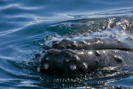 Humpback Whale Megaptera Novaeangliae Rostrum Detail Editorial Stock ...