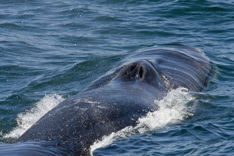 Adult Fin Whale Balaenoptera Physalus Surfacing Editorial Stock Photo ...