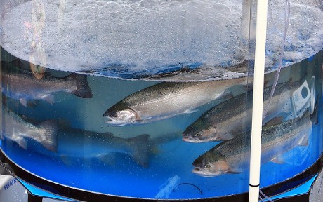 Farmed Salmon Swim Aquarium Seawater Cage Editorial Stock Photo - Stock ...