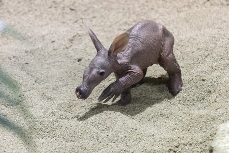 Young Aardvark Called African Ant Bear Editorial Stock Photo - Stock ...