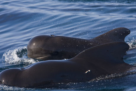 Pod 40 50 Shortfinned Pilot Whales Editorial Stock Photo - Stock Image ...