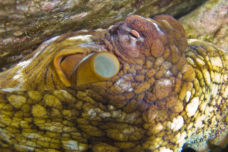 Adult Day Cyanea Octopus Octopus Cyanea Editorial Stock Photo - Stock ...