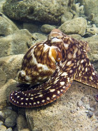 Maui Hawaii Usa Pacific Ocean Day Editorial Stock Photo - Stock Image ...