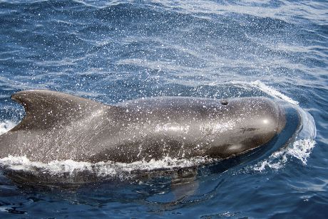 Short Finned Pilot Whale Globicephala Macrorhynchus Editorial Stock ...